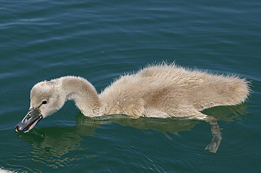 Imperia: gli agenti della Squadra Volante salvano piccolo di cigno ...