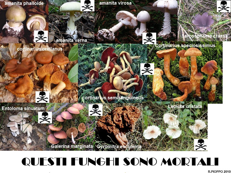 Salute & Benessere: intossicazione da funghi, come riconoscerli e come ...