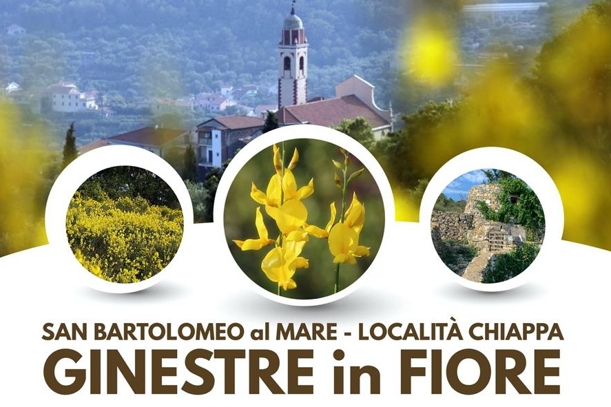 San Bartolomeo al Mare: passeggiata tra le ginestre in fiore, Gamalero ...