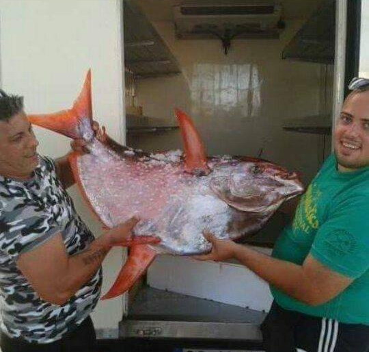 Sanremo: un raro e inconsueto pesce re, del peso di 38 kg, catturato al ...