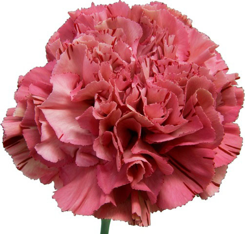 Molti premi vinti con il garofano da Hybrida Sanremo ad Euroflora 2011 ...